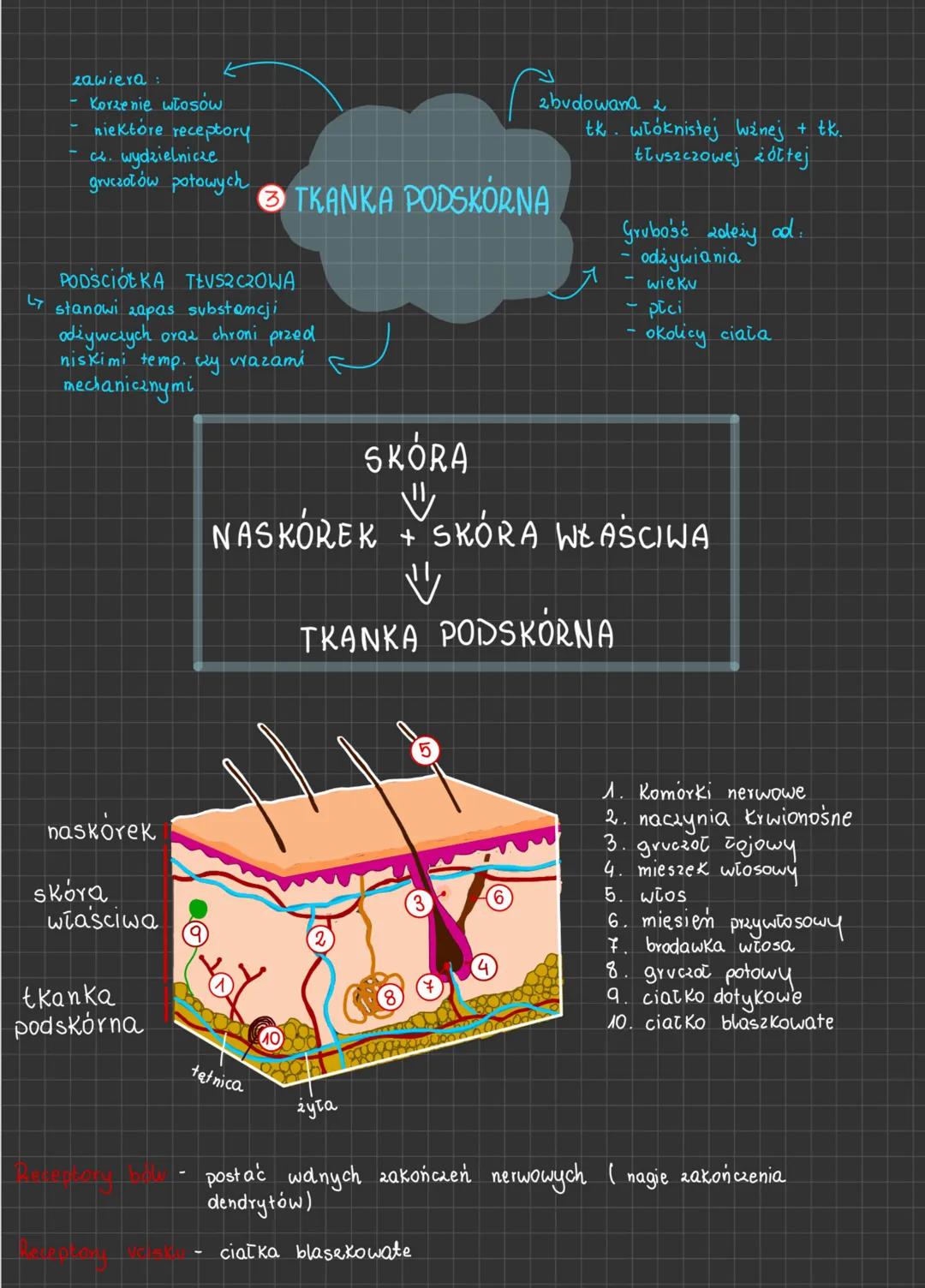 Budowa i funkcje skóry klasa 7: Warstwy i melanina (Biologia) - Knowunity