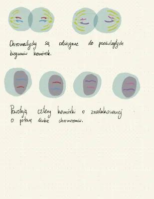 Proste wyjaśnienie: Mitoza i mejoza: wszystko, co musisz wiedzieć ...