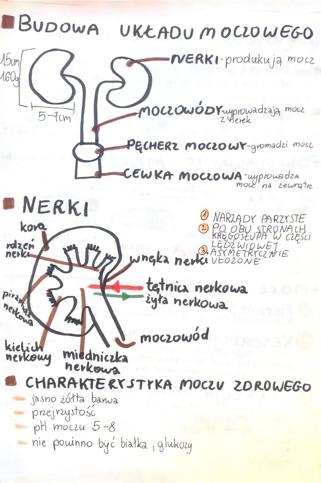 Budowa i funkcje układu moczowego i wydalniczego (Biologia) jako PDF ...