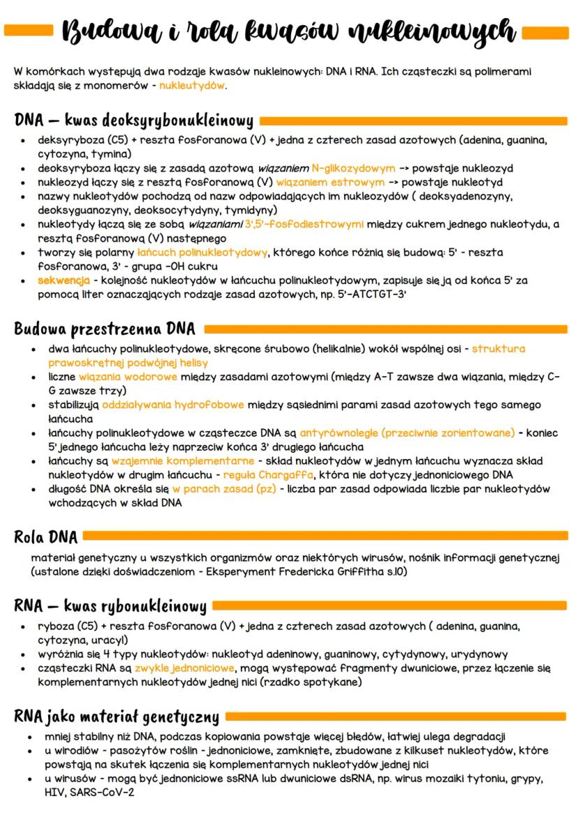 Proste wyjaśnienie: Budowa i Funkcje DNA i RNA: Prosta Ściąga dla 10 ...