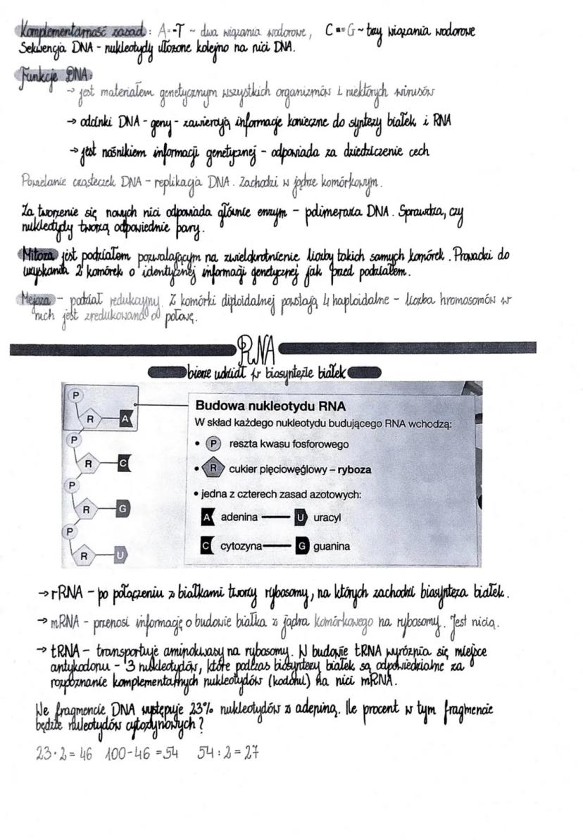 Budowa i funkcje DNA i RNA: Adenina, Tymina, Cytozyna, Guanina ...