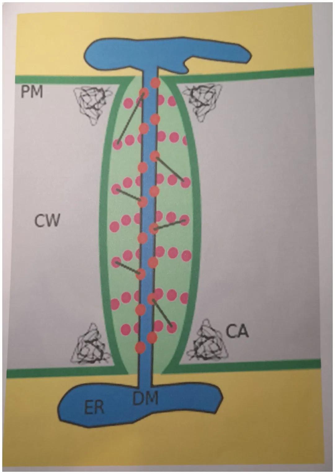Proste wyjaśnienie: Budowa i Funkcje Ściany Komórkowej Roślin, Bakterii ...