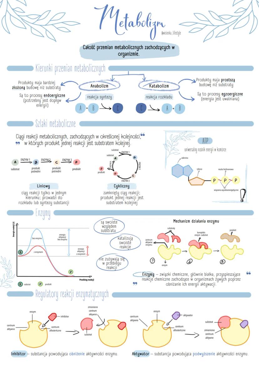 Co to jest Metabolizm? Procesy metaboliczne u człowieka i Enzymy ...
