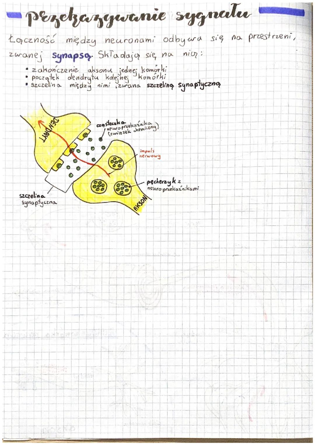 Układ Nerwowy Człowieka - Budowa i Funkcje (Biologia) - Knowunity