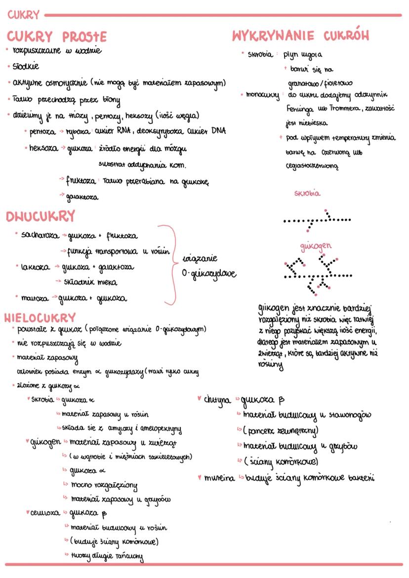 Cukry proste i złożone: przykłady, funkcje i wykrywanie (Biologia) - Knowunity