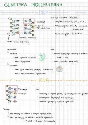 Proste wyjaśnienie: Wszystko o mięśniach szkieletowych - funkcje i ...
