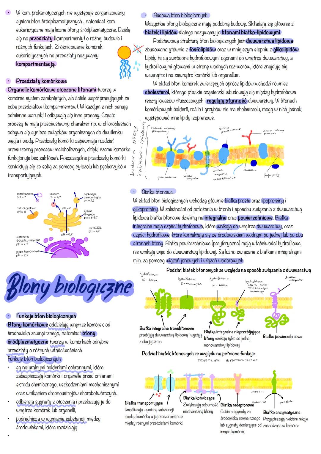 Komórka Biologia rozszerzona notatki 1 klasa: Budowa, funkcje, rodzaje i błony biologiczne ...