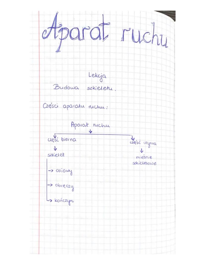 Układ ruchu - Budowa kości człowieka i narząd ruchowy (Biologia) jako ...