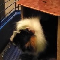 Cechy Epiki i Rodzaje Gatunków Literackich - Proste Wyjaśnienia (Język ...