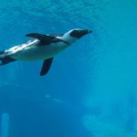 Proste wyjaśnienie: Lodowce górskie i lądolody: Rodzaje, Budowa i ...